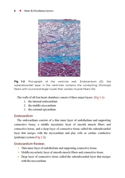 بهترین قیمت خرید Heart & Circulatory System - Anatomy, Embryology ...